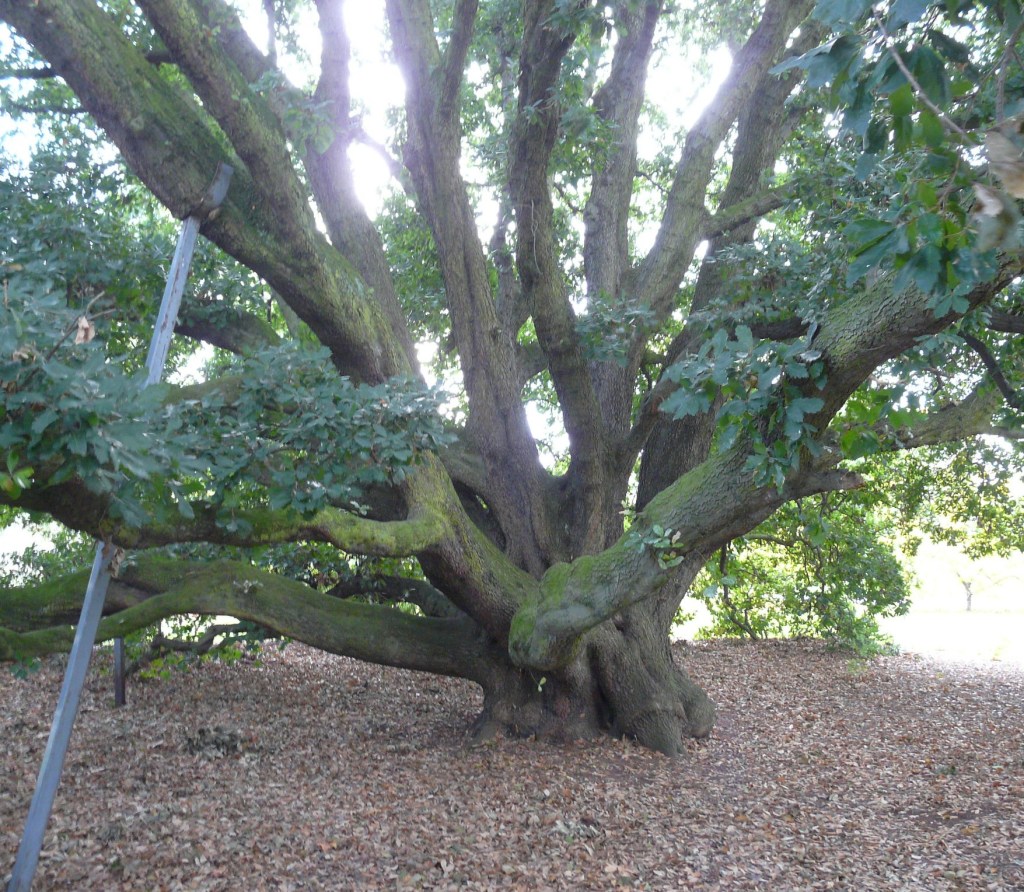 The Tempest Tree – Free Kids Stories