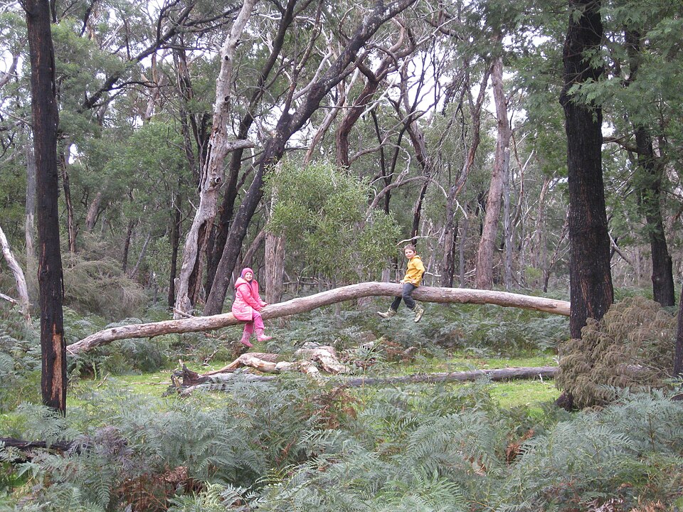 The Fallen Tree – Free Kids Stories